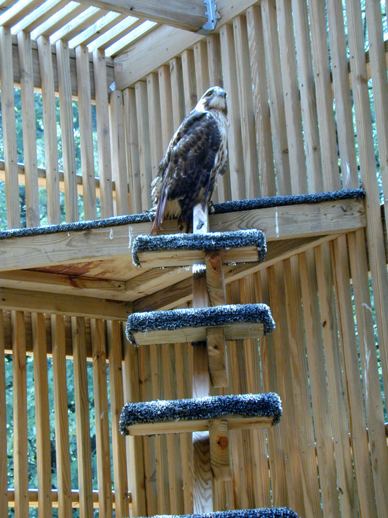 Raptor Wing - ArchitectureWorks