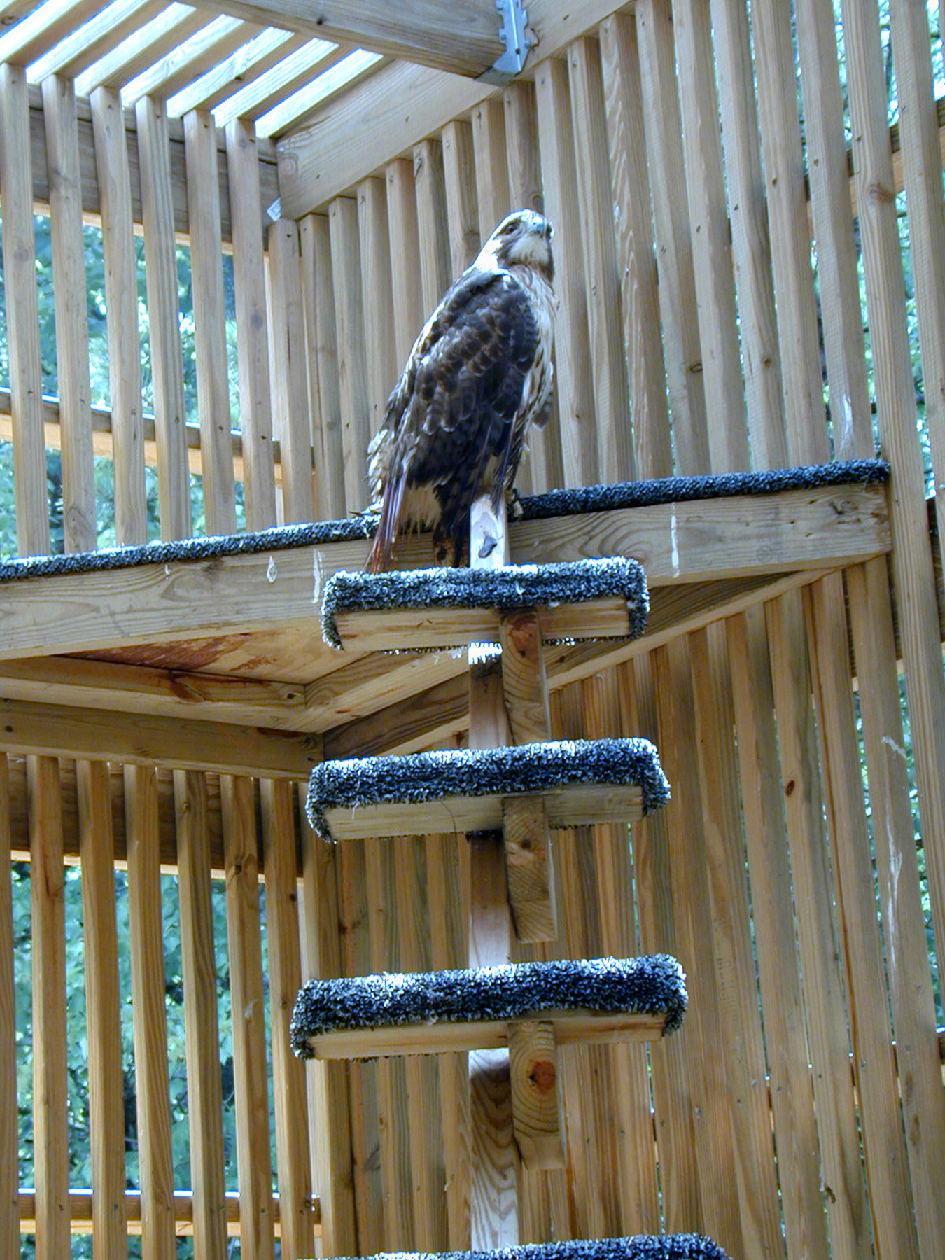 Raptor Wing - ArchitectureWorks